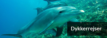 Dykkerutstyr - Online salg av dykkerutstyr.